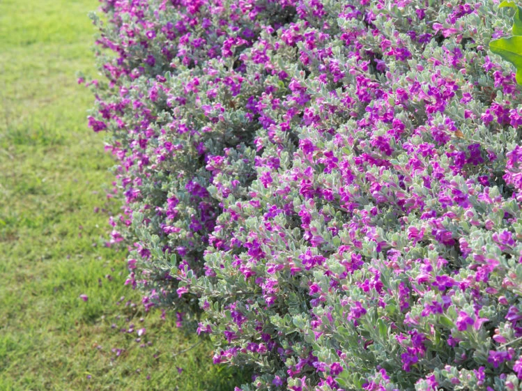 Cenizo: el arbusto todo terreno ideal para decorar jardines rústicos o ...
