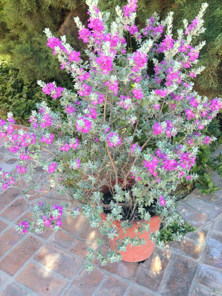 Cenizo: el arbusto todo terreno ideal para decorar jardines rústicos o ...