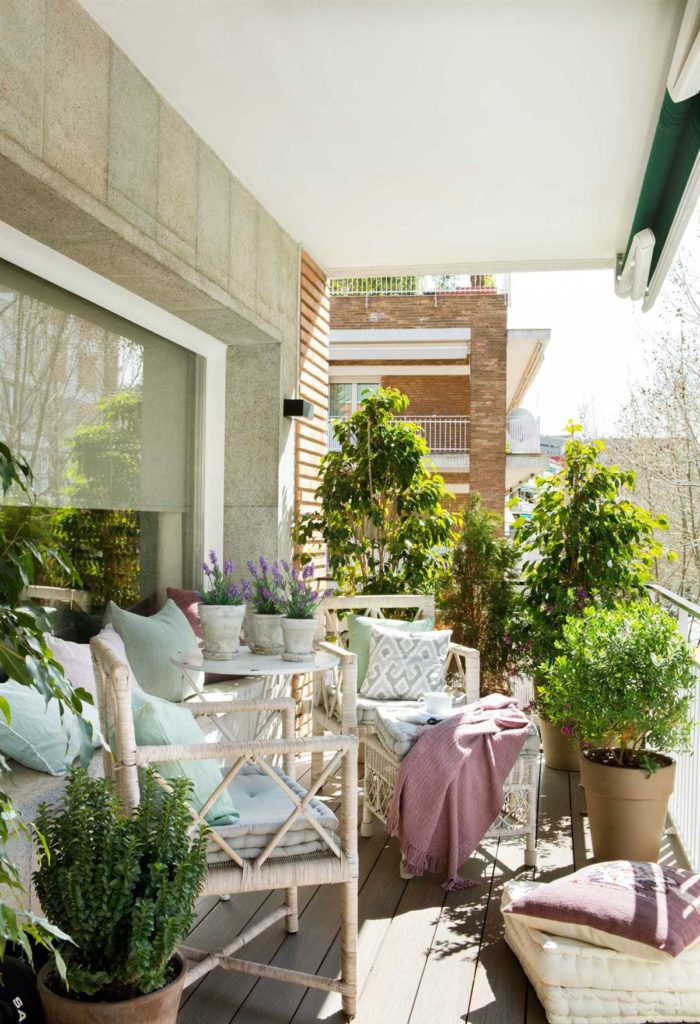 5 árboles que están de moda y podés cultivar en tu terraza o balcón ...