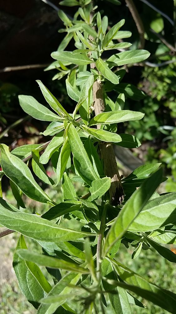 Plantas aromáticas ideales para empezar la huerta en febrero - Revista ...
