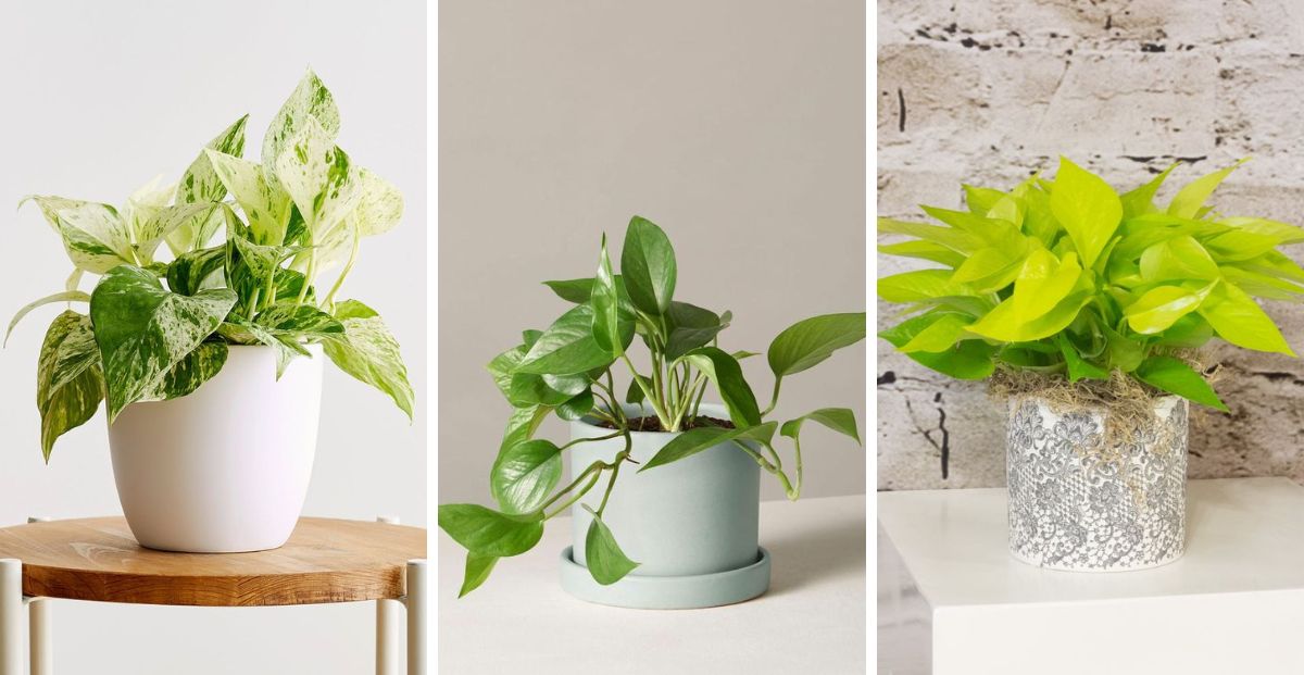 Potus: las variedades más llamativas de esta planta clásica de interior ...