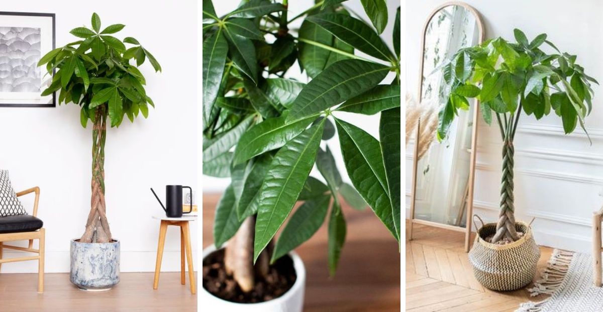 Pachira aquatica: la planta tropical que puede cultivarse como bonsái y ...