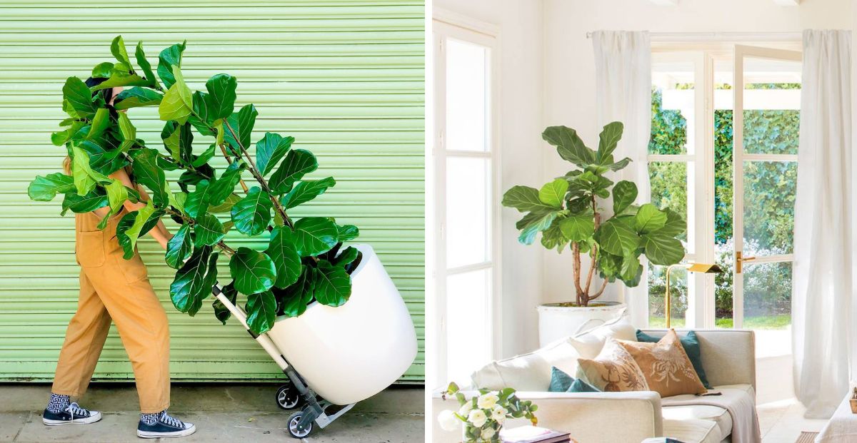 Ficus pandurata: cómo hacer para que crezca rápido y tenga más hojas ...