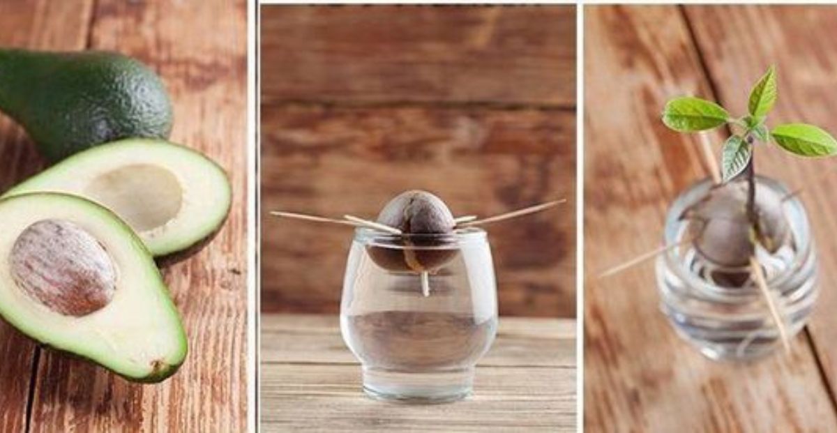 Manual de Jardinería: cómo reproducir una palta desde el carozo y ...