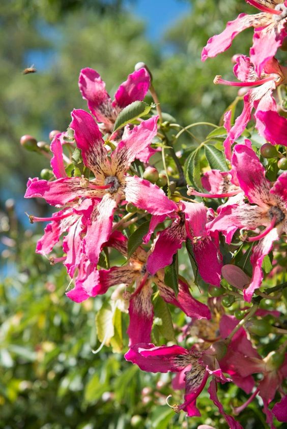Palo borracho: curiosidades y cuidados del árbol nativo que florece en ...