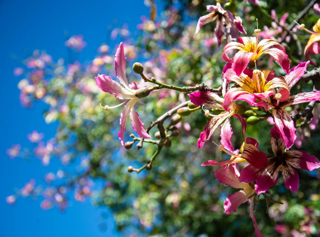Palo borracho: curiosidades y cuidados del árbol nativo que florece en ...