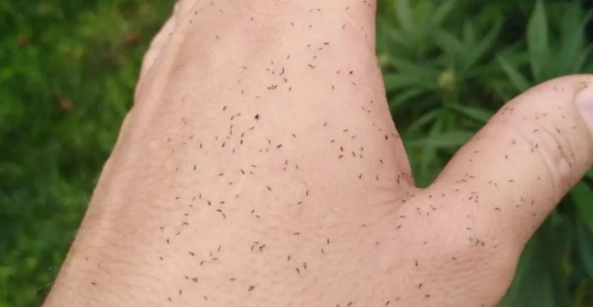 4 tips para aliviar la picazón causada por los trips o "bichitos negros ...