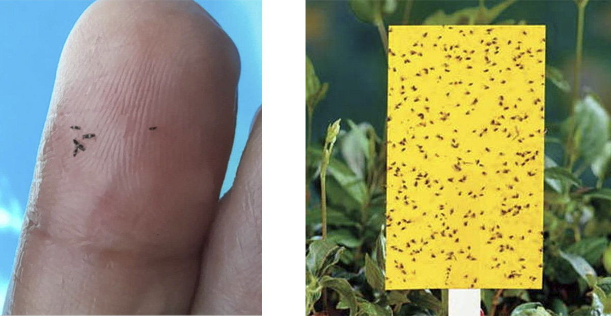 Cómo hacer las trampas cromáticas para combatir los trips o "bichitos ...