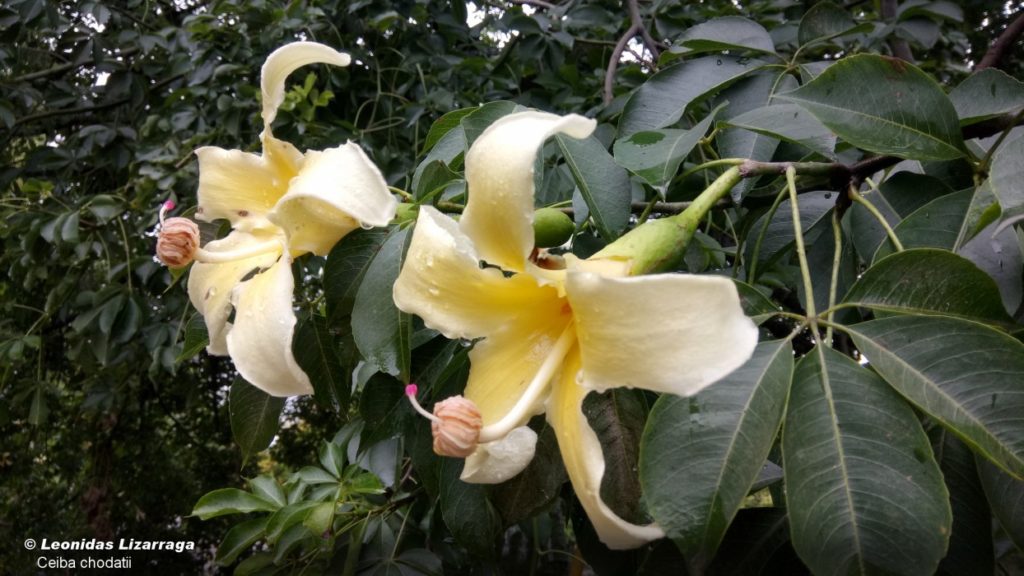 Palo borracho: curiosidades y cuidados del árbol nativo que florece en ...