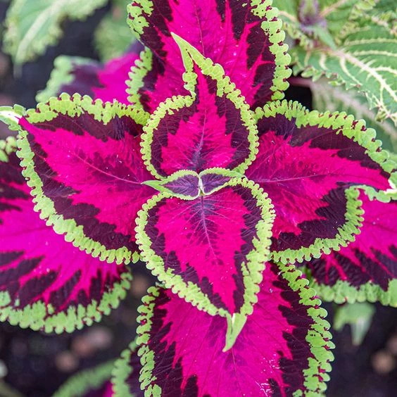 Cóleo: la planta más llamativa y fácil de cuidar que es tendencia deco ...