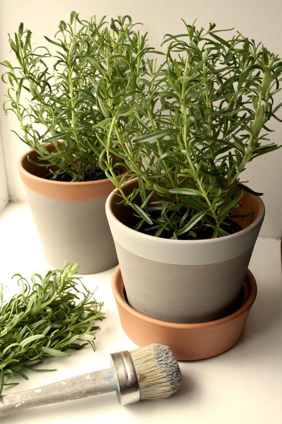 Huerta en casa: cómo cultivar tomillo, la aromática perfecta para ...