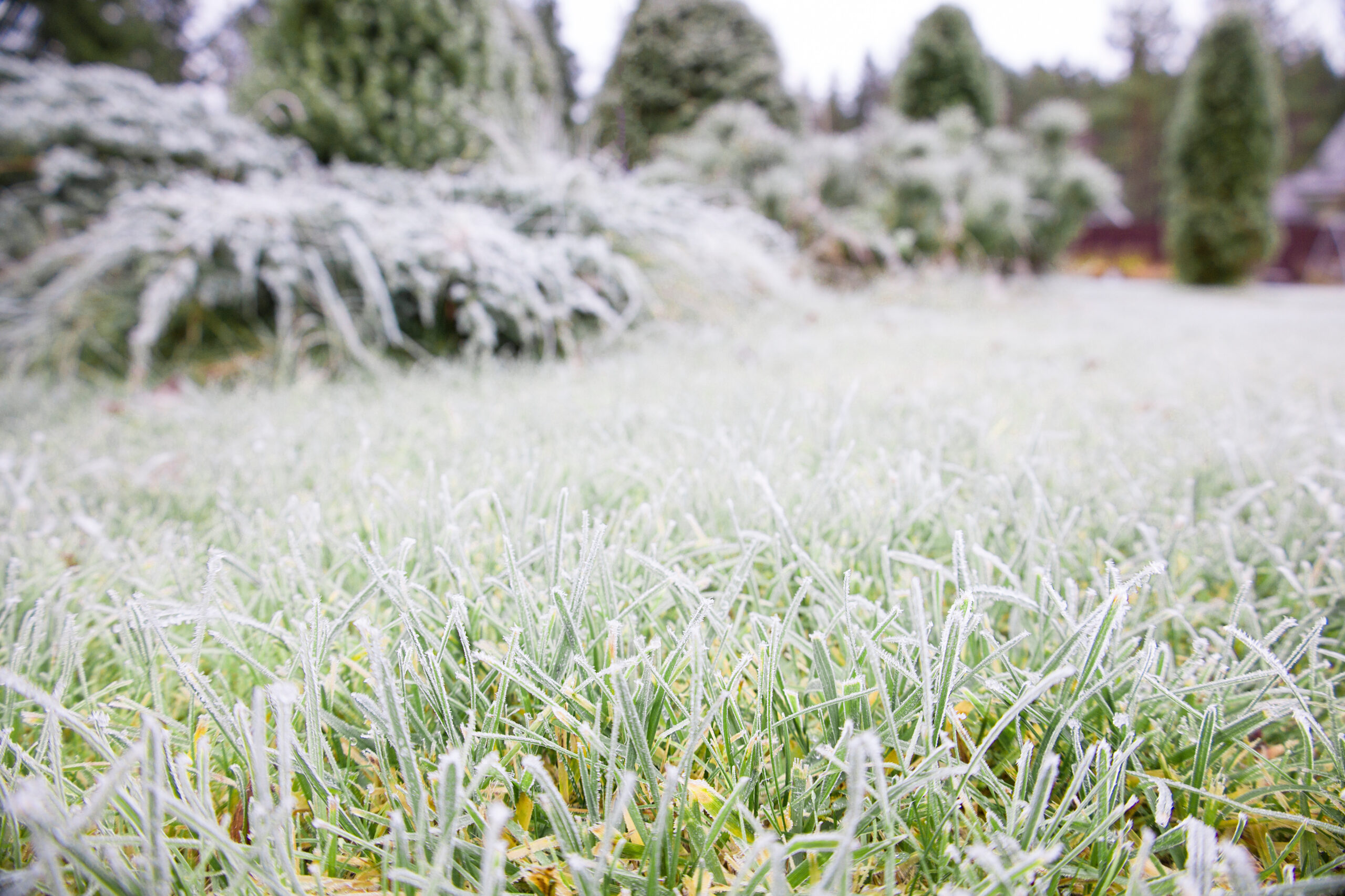 Jardinería: cómo cuidar el pasto en invierno - Revista Para Ti