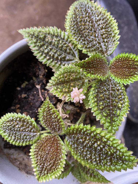 Pilea involucrata: la 'planta de la amistad' que es tendencia deco ...