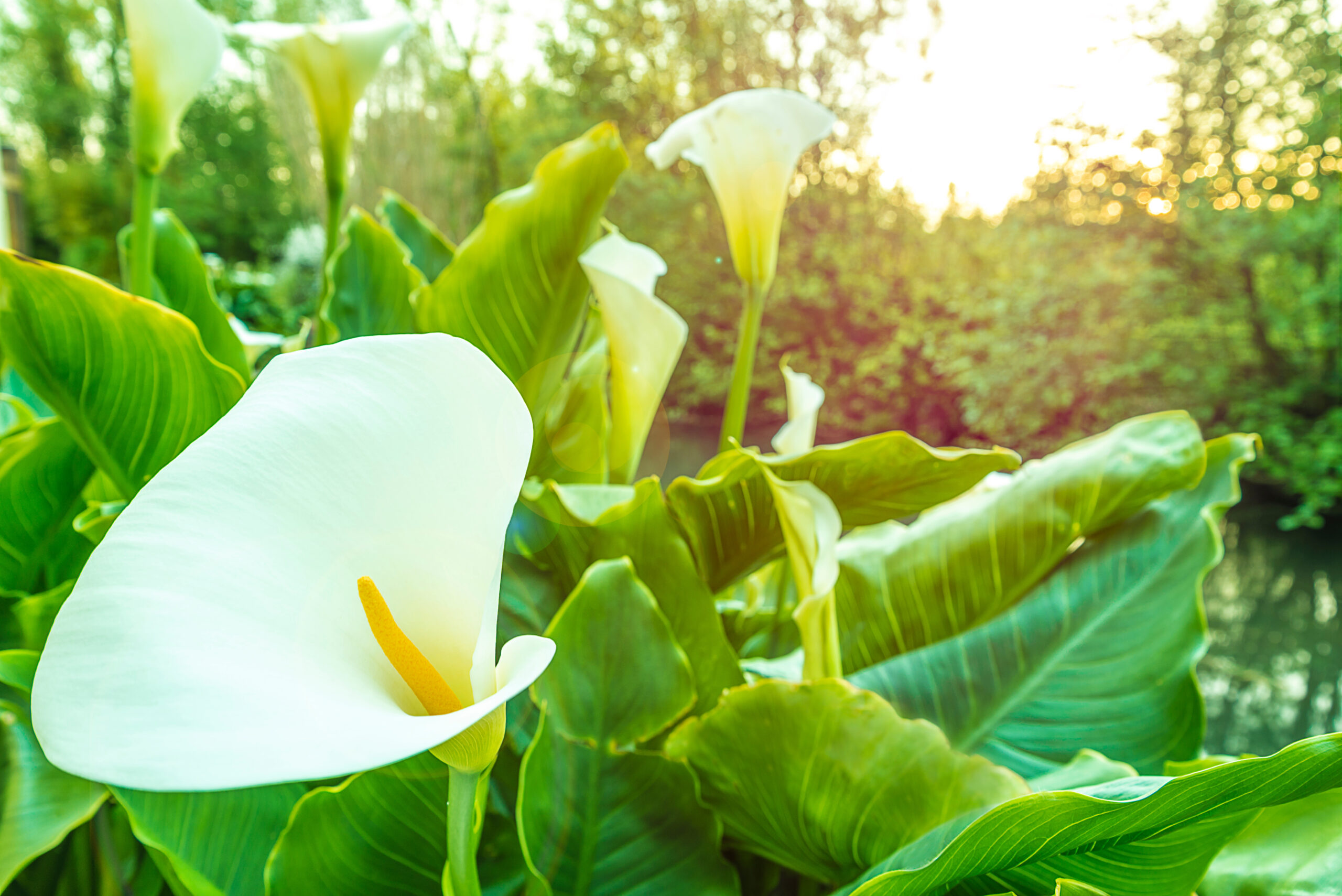 Manual de Jardinería: el truco que seguro no conocías para tener las ...