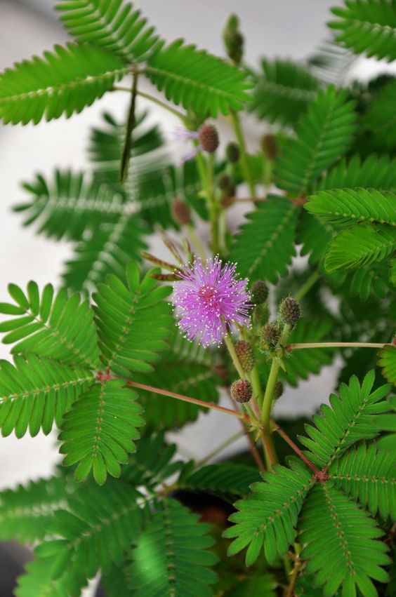 Mimosa sensitiva: todo lo que tenés que saber sobre la planta que tocás ...