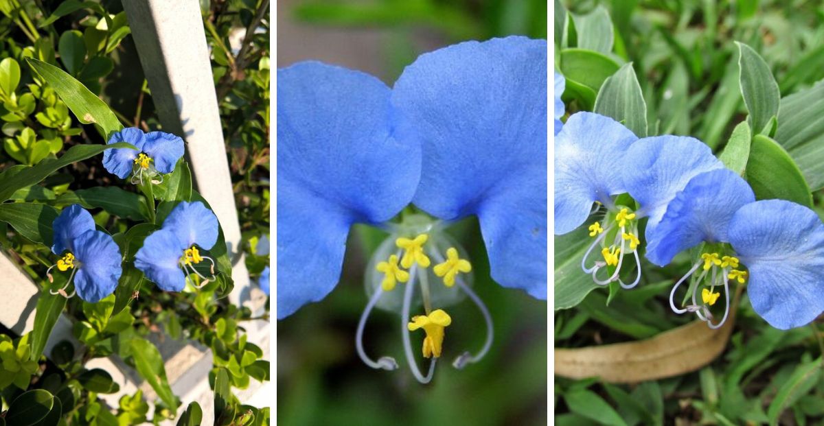 Flor de Santa Lucía: la planta de exterior medicinal que atrae abejas y ...
