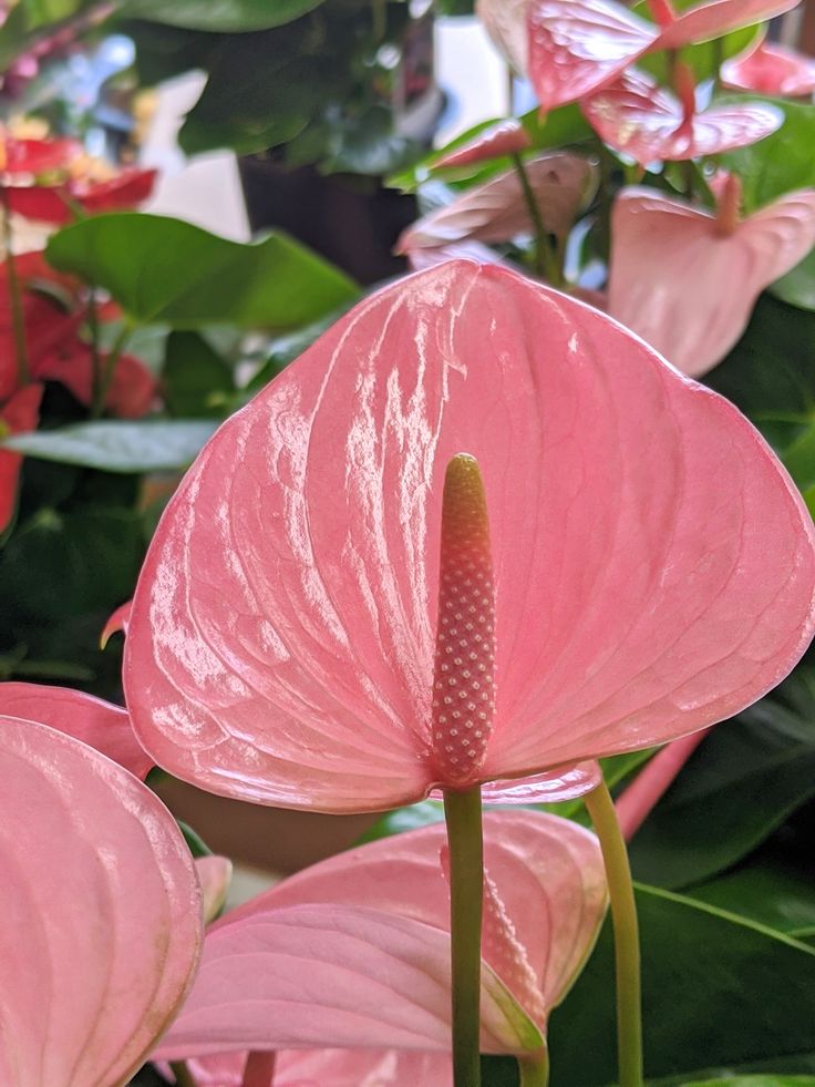 Anturio rosa: la planta más chic para decorar tu casa - Revista Para Ti