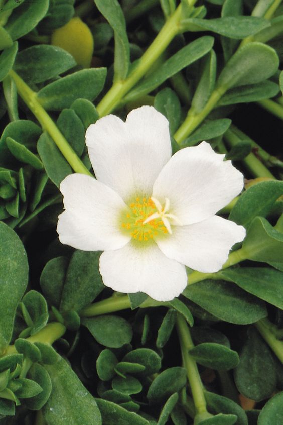 Flor de seda: la suculenta nativa con las flores más espectaculares ...
