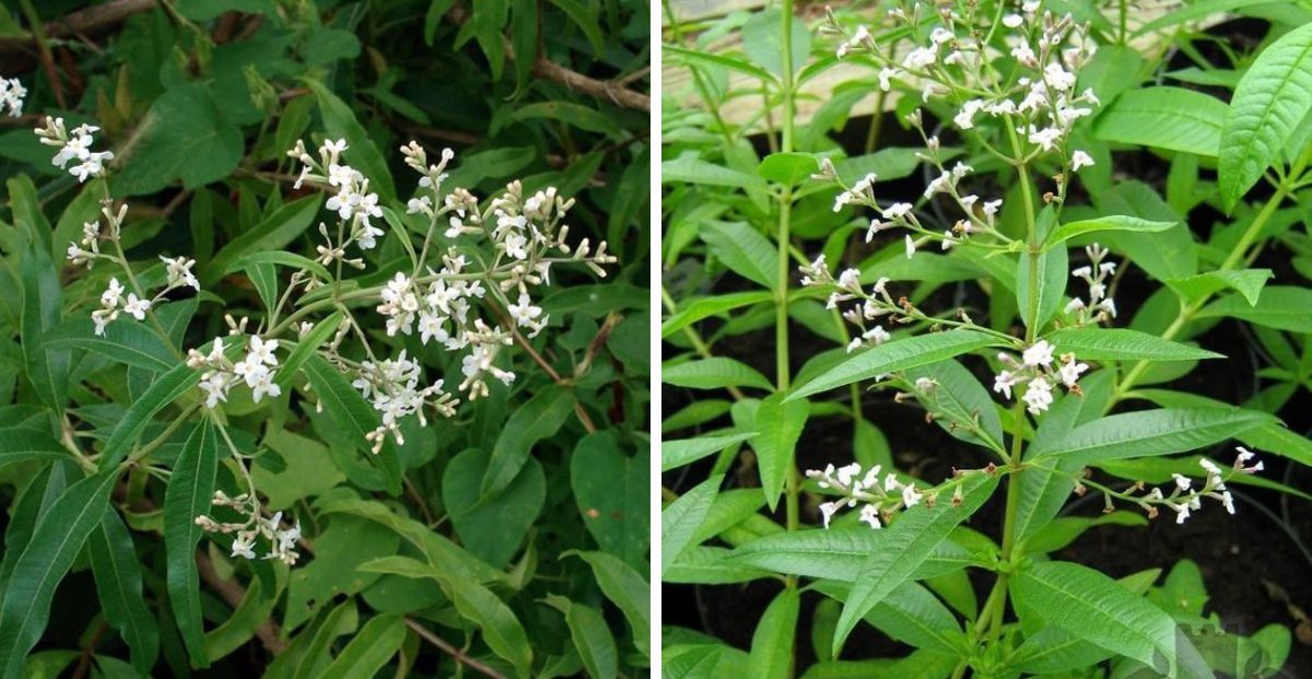 Cedrón: todo lo que tenés que saber sobre esta planta medicinal fácil ...