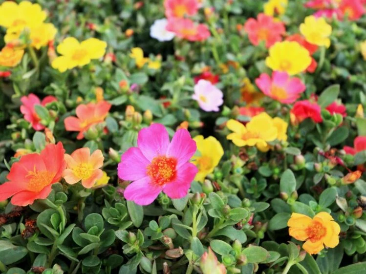 Flor de seda: la suculenta nativa con las flores más espectaculares ...