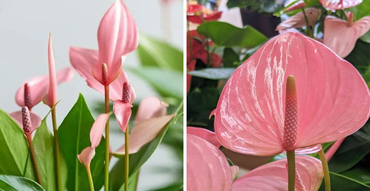 Anturio rosa: la planta más chic para decorar tu casa - Revista Para Ti