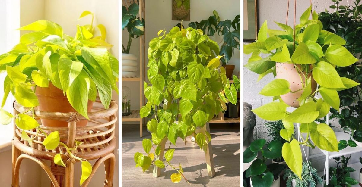 Potus neón: la variedad más canchera para decorar tu casa