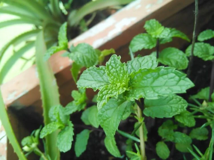 Menta: cómo cultivarla en macetas
