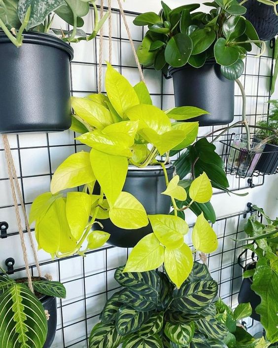 Potus neón: la variedad más canchera para decorar tu casa