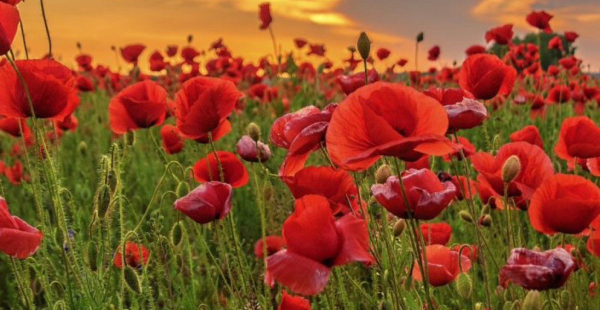 Amapolas: llegó la temporada de siembra y te contamos cómo cuidarlas ...