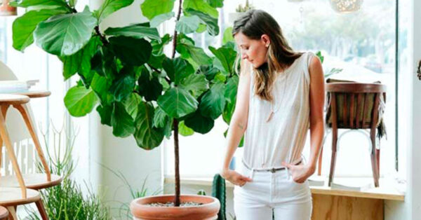 Ficus lyrata o pandurata: los secretos para cuidar esta planta