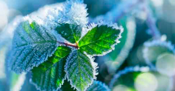 Cómo cuidar tus plantas del frío polar - Revista Para Ti