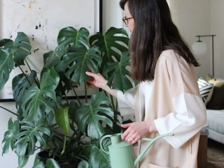 Plantas De Interior Cómo Cuidarlas En Invierno