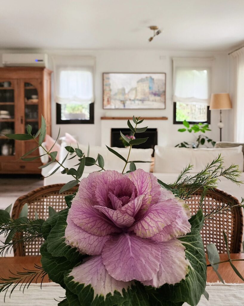 Repollos ornamentales, la última tendencia para decorar la casa
