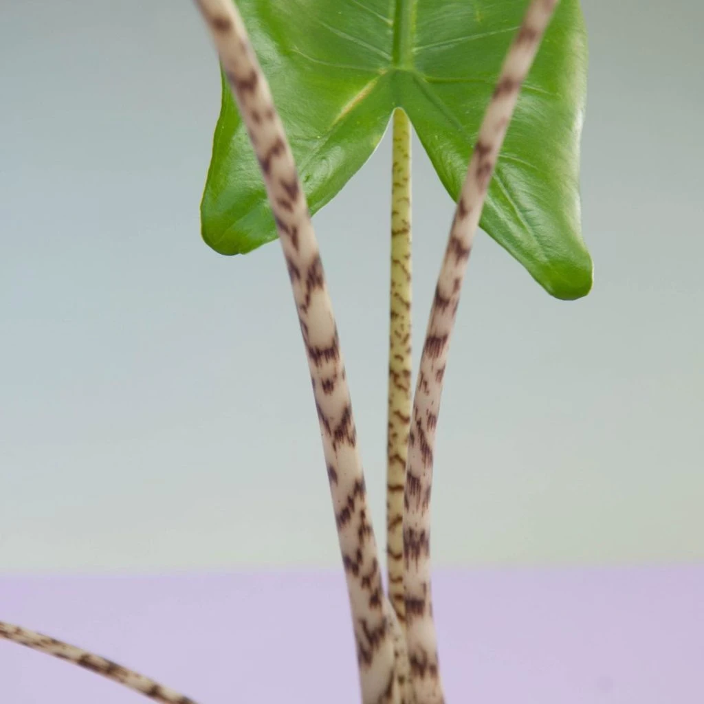 Así es la planta animal print más chic para decorar tu casa