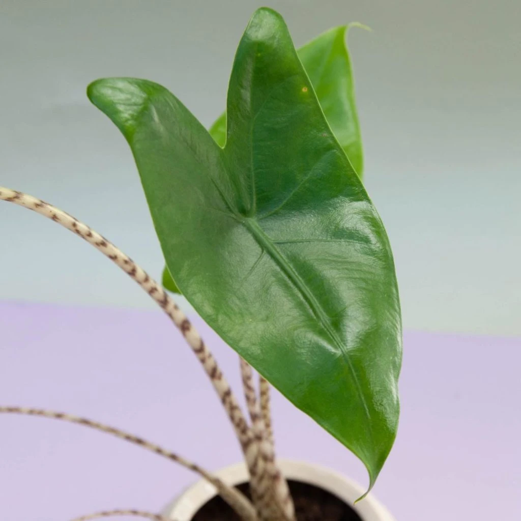Así es la planta animal print más chic para decorar tu casa