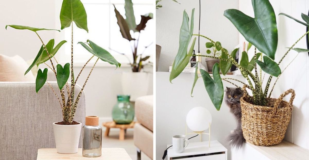 Así es la planta animal print más chic para decorar tu casa