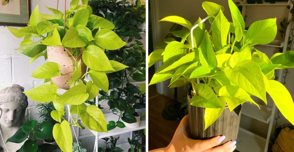 Potus neón: la planta para decorar tu casa con mucha onda