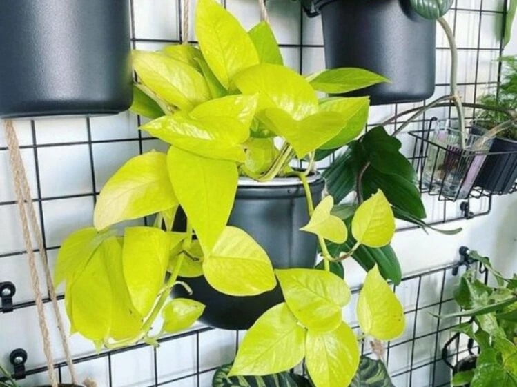 Potus neón: la planta para decorar tu casa con mucha onda