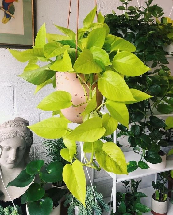 Potus neón: la planta para decorar tu casa con mucha onda