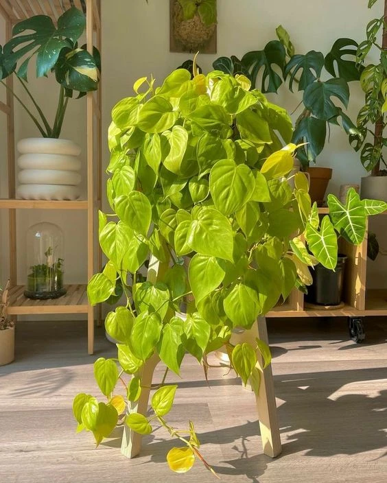 Potus neón: la planta para decorar tu casa con mucha onda