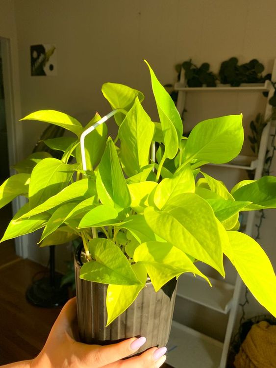 Potus neón: la planta para decorar tu casa con mucha onda