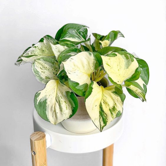 Potus manjula: la variedad más canchera que es tendencia deco