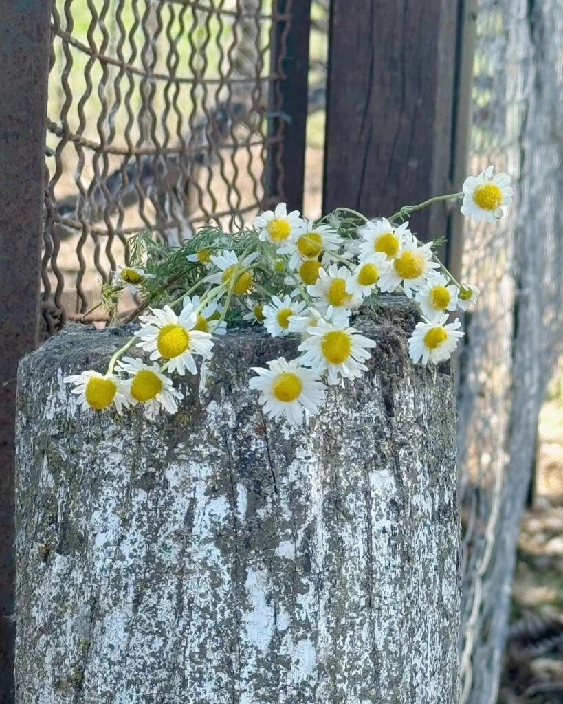 Manzanilla: la planta medicinal que deberías tener en tu jardín