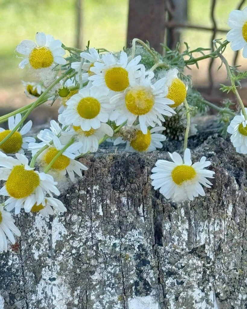 Manzanilla: la planta medicinal que deberías tener en tu jardín