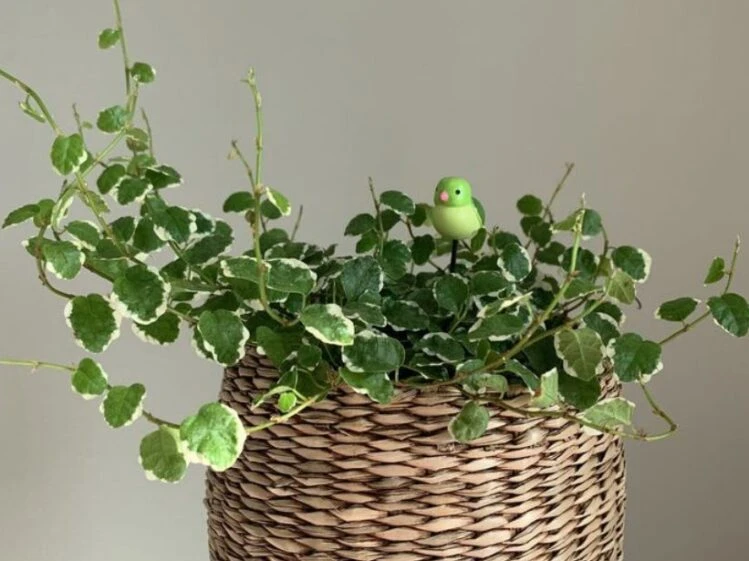 Ficus pumilla: la planta trepadora más chic para tener en interiores