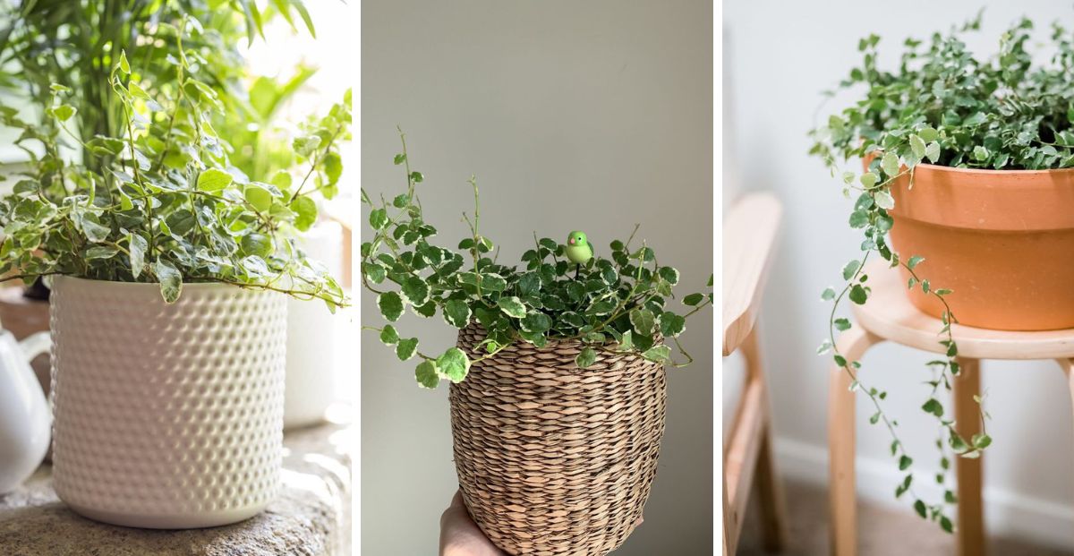 Ficus pumilla: la planta trepadora más chic para tener en interiores