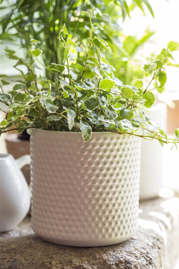 Ficus pumilla: la planta trepadora más chic para tener en interiores